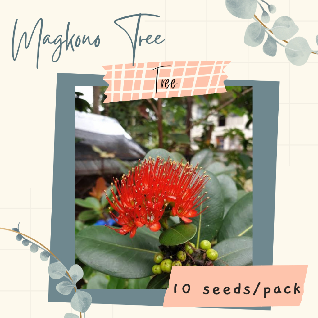 MAGKONO TREE Seeds (10 seeds) for Planting / Gardening | Shopee Philippines