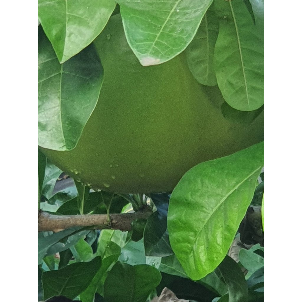 Calabash fruit (Miracle Fruit) fresh cuttings | Shopee Philippines