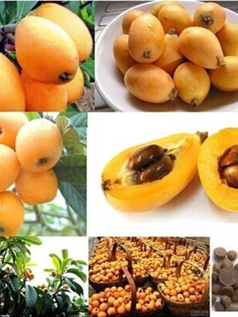 Loquat tree seeds, fruit tree seeds, newly selected loquat seeds from ...