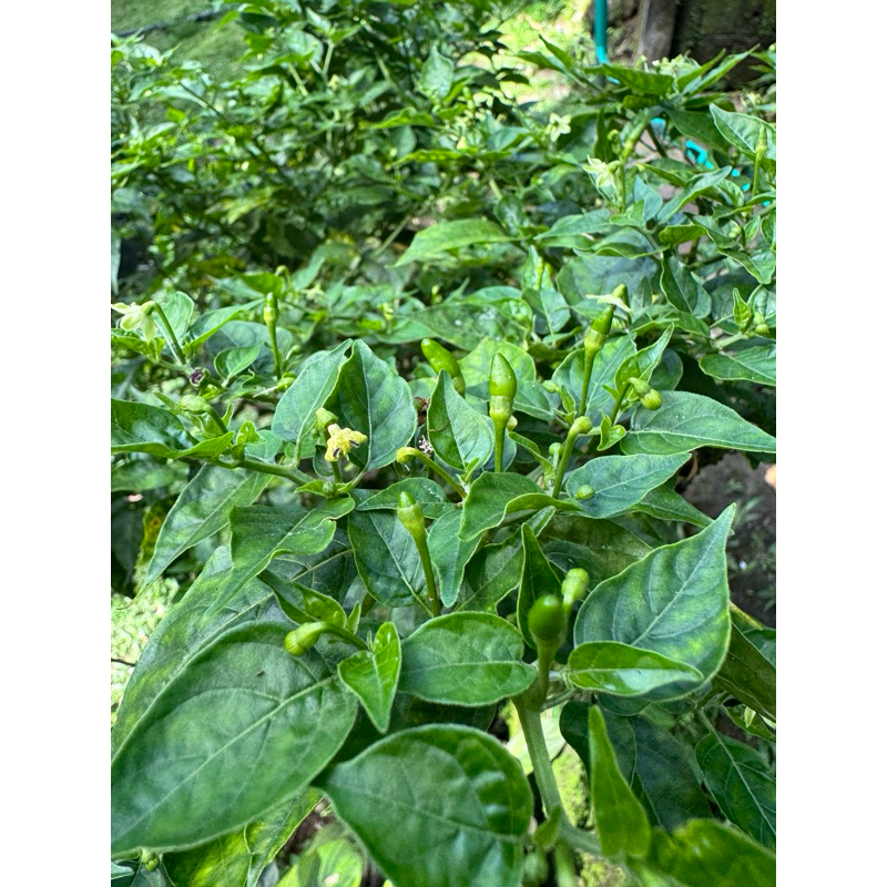 Labuyo Native / Bird Eye / Pasete SEEDS | Shopee Philippines