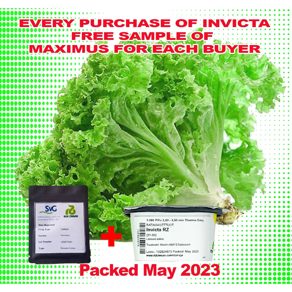 INVICTA BATAVIA LETTUCE SEEDS (1000 PILLS ORIGINAL PACK ) BY RIJK ZWAAN ...