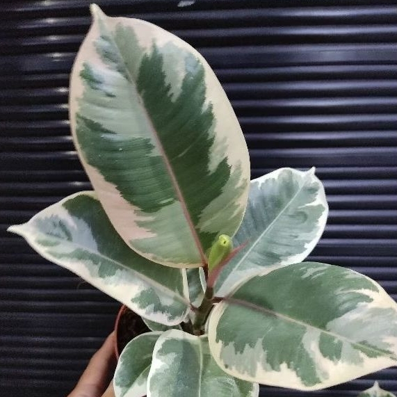 RUBBER TREE VARIETIES (FICUS ELASTICA - ruby & variegated) | Shopee ...