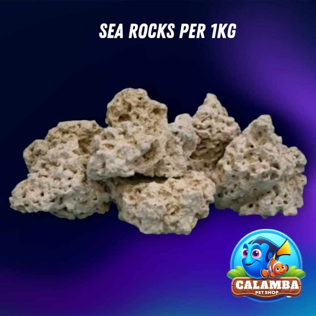 Dry Rocks for Saltwater Aquariums per KG | Shopee Philippines