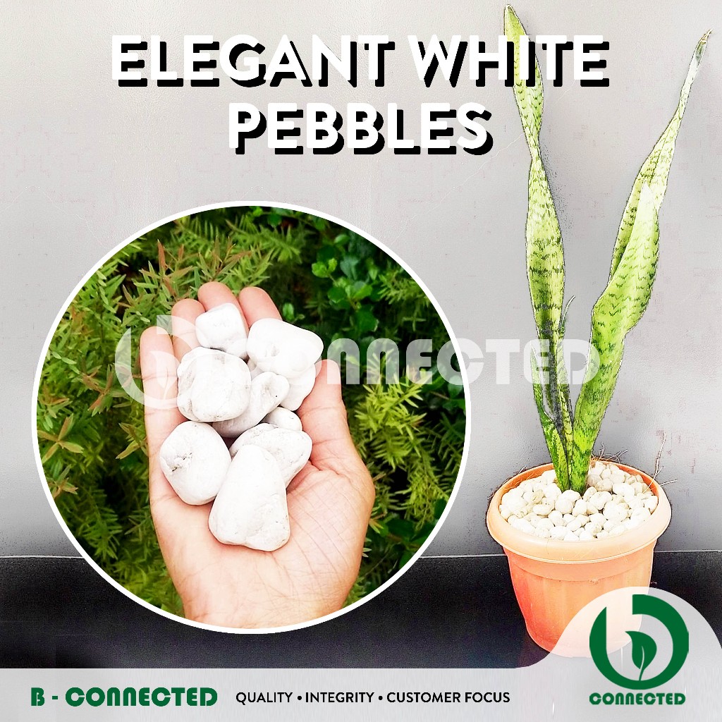 ELEGANT WHITE PEBBLES STONE ROCK (LARGE) BY B-CONNECTED - INTERIOR ...