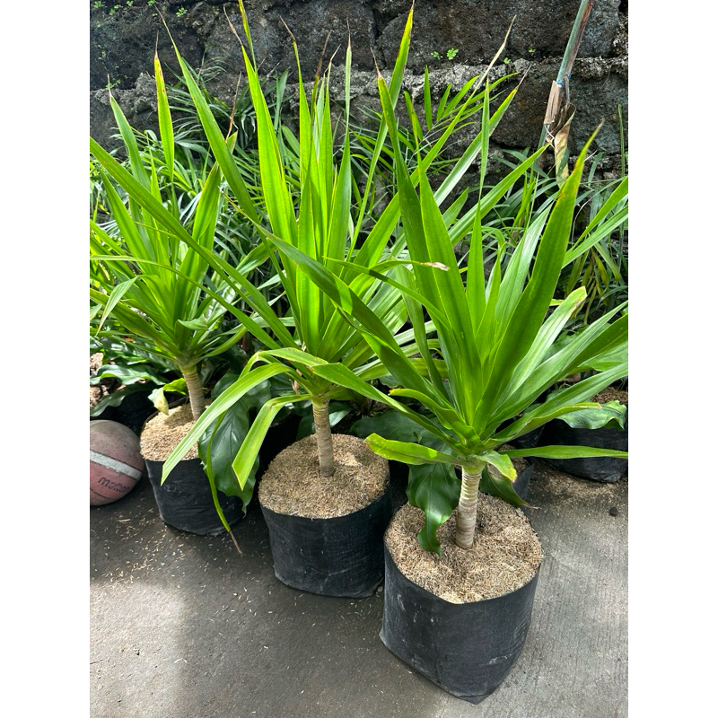 JAPANESE YUCCA PLANT WITH GARDEN SOIL AND PLASTIC BAG | Shopee Philippines