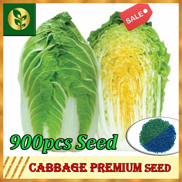 Chinese Cabbage Seeds | Vegetable Seeds | Golden Plant and Seed Store ...
