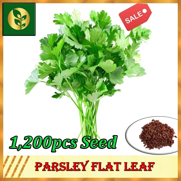 Parsley Seeds | Parsley | Vegetables seeds | Golden Plant and Seed ...