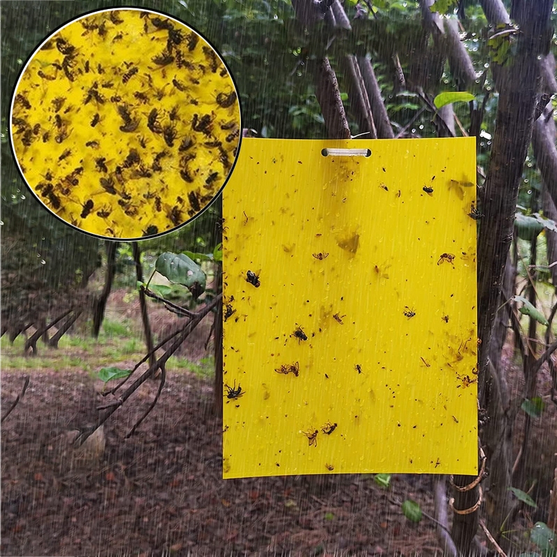 50Pcs Fly Trap Sticky Paper Flies Catcher Trap for Fruit Fly Mosquito ...