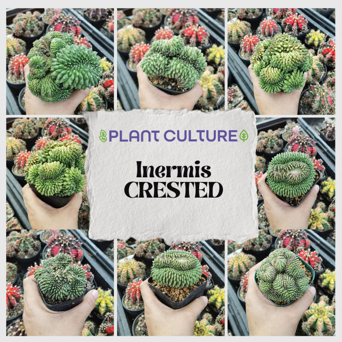 Plant Culture Gymnocalycium Inermis Crested Cactus from Thailand ...