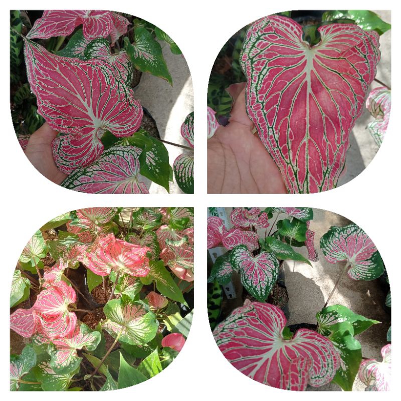 Caladium Plant Heart of JESUS /Angel Wings [ For Luzon Area Only ...