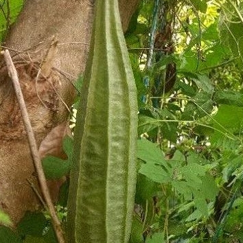 Patola Sponge Gourd Seeds | Shopee Philippines
