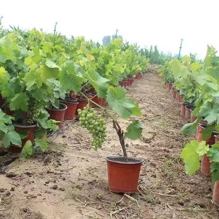 Sweet Sapphire Grape Seedlings Bear Fruit in Current Year New Variety ...