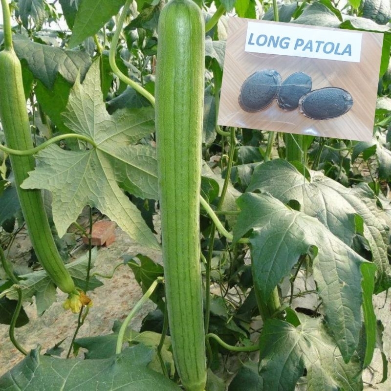 Long Patola Seeds (3Pcs/Pack) | Shopee Philippines