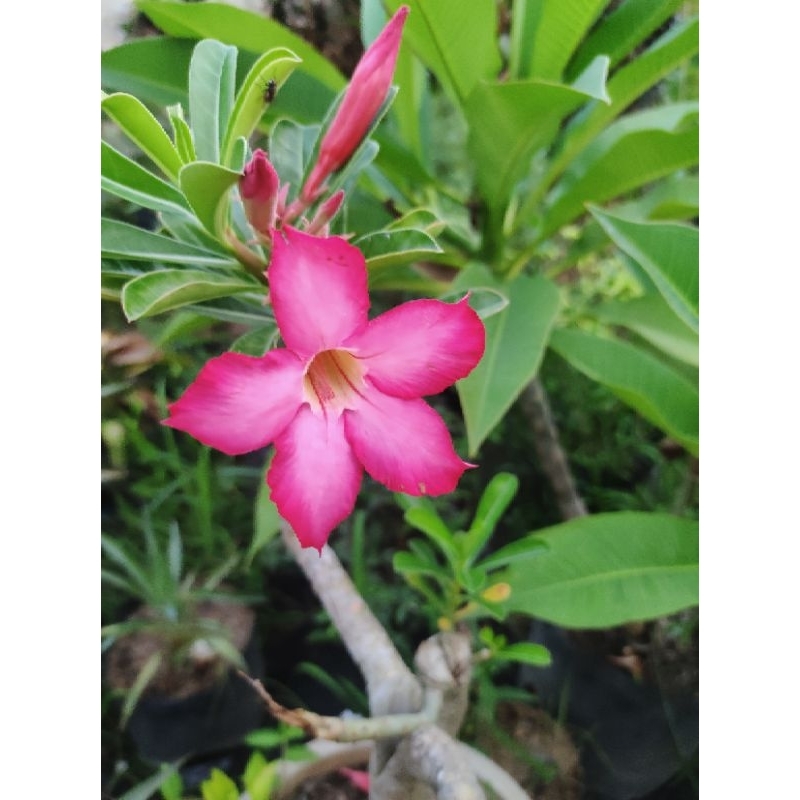 CALACHUCHI Adenium plants live plants | Shopee Philippines