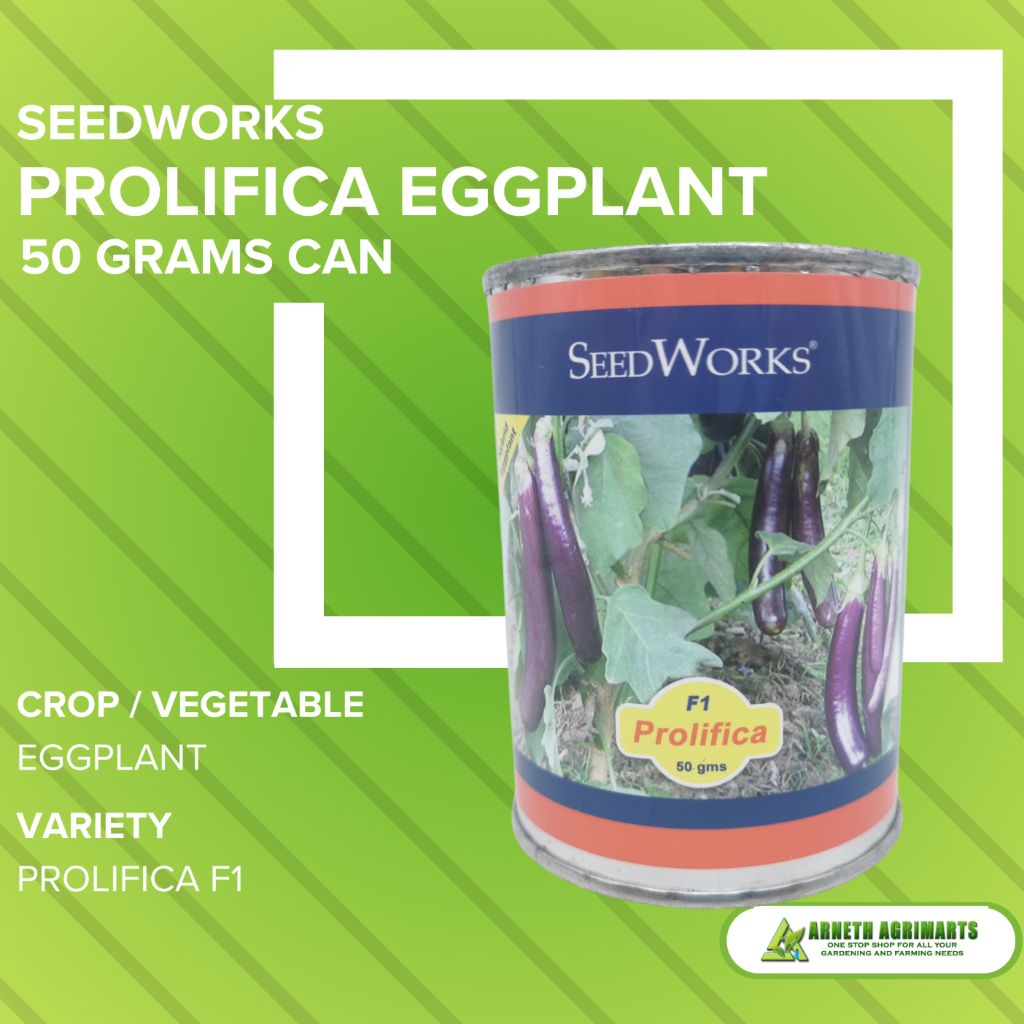 ARNETH SEEDWORKS PROLIFICA F1 VARIETY EGGPLANT / TALONG SEEDS (50g CAN ...