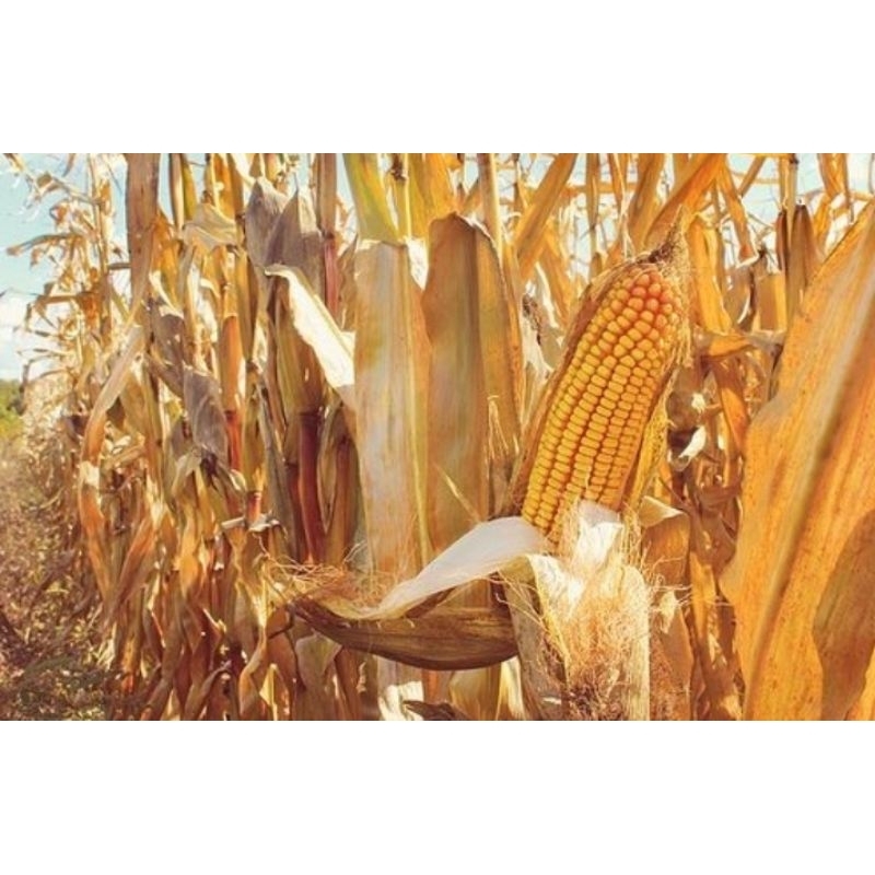 DEKALB Corn Seeds for planting(200 and 500seeds/Pack) | Shopee Philippines