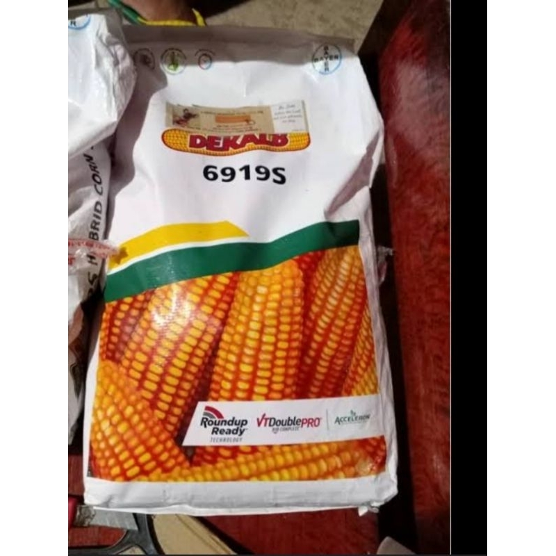 1 Kilo Dekalb Corn seeds for planting | Shopee Philippines