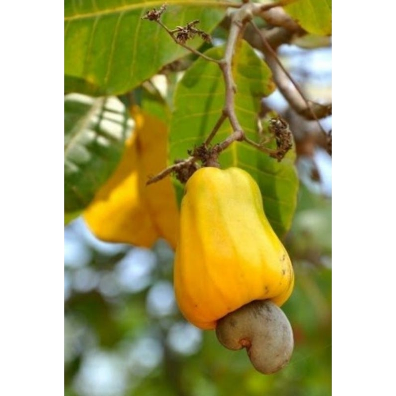 Kasoy/Cashew seeds for planting (5seeds/pack) | Shopee Philippines