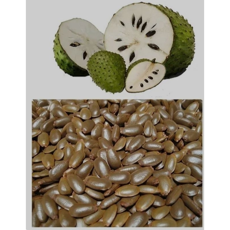 Guyabano seeds for planting/Soursop seeds (5 seeds/pack) | Shopee ...