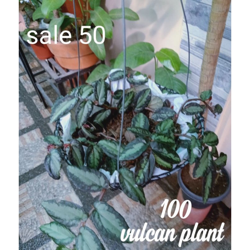 vulcan plant//////// | Shopee Philippines