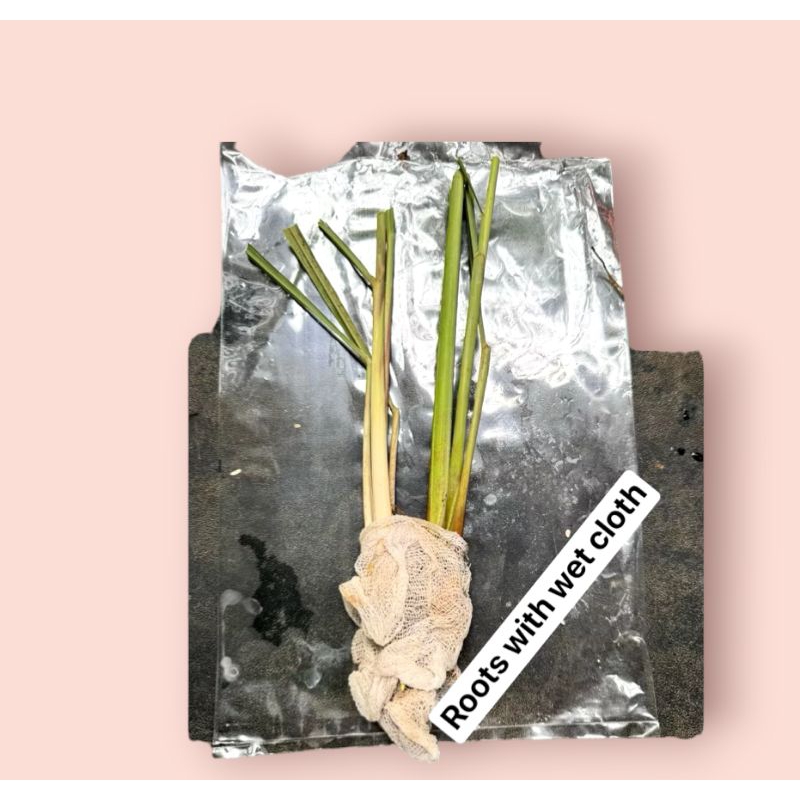 TANGLAD/LEMON GRASS STALK | Shopee Philippines