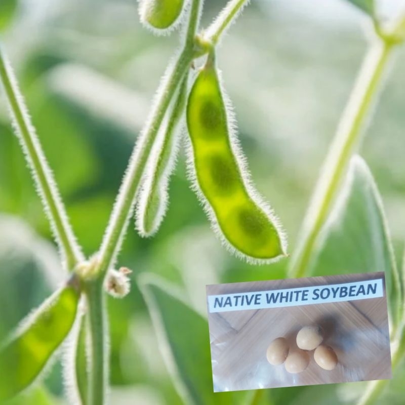 Native White Soybean Seeds (4Pcs/Pack) | Shopee Philippines