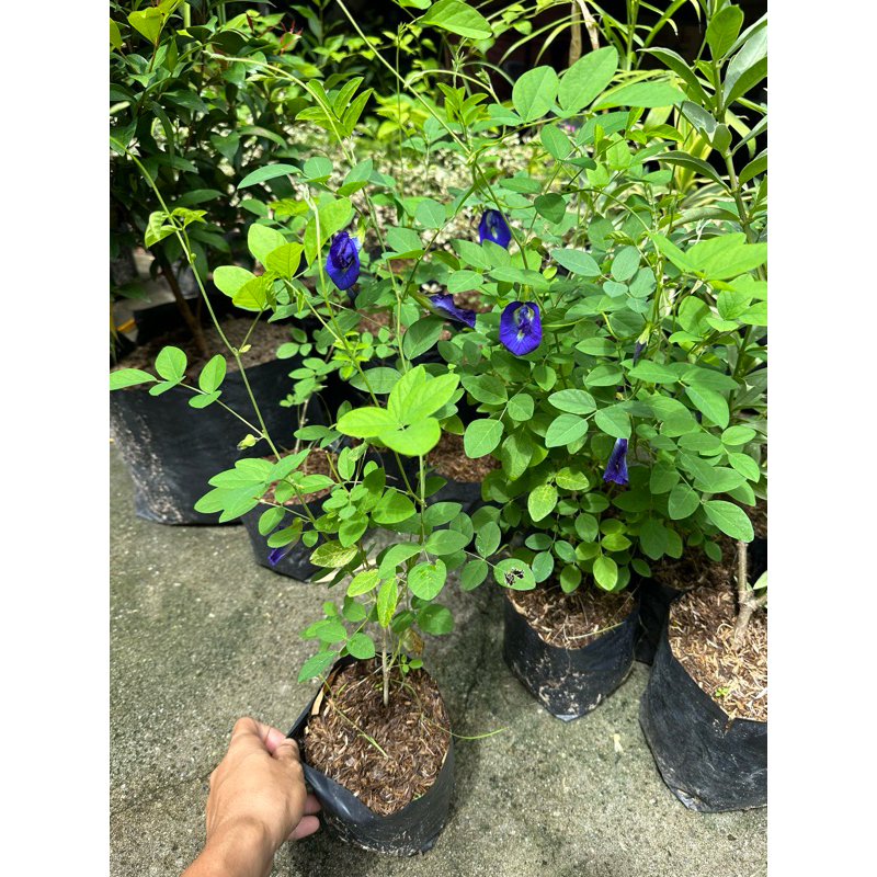 LushButterfly Pea Flower Ternate Tea Blue | Shopee Philippines