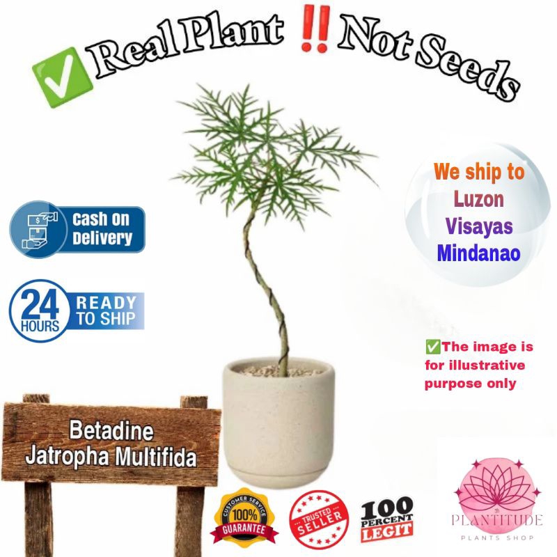 Betadine or Jatropha multifida Seedling Live Plant Real Plant | Shopee ...