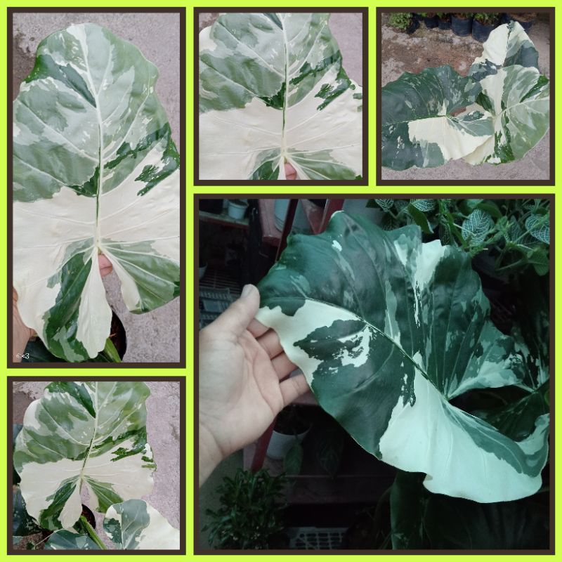 Variegated Elephant Ear " Alocasia Macrorrhizos " Luzon Area Only ...