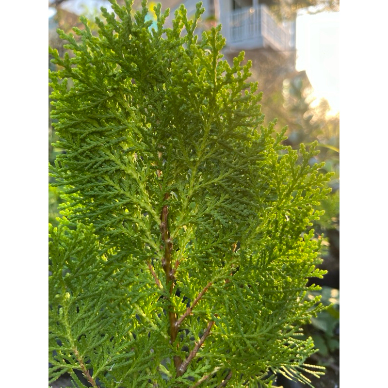 FAN CYPRESS ESTABLISHED (small) | Shopee Philippines