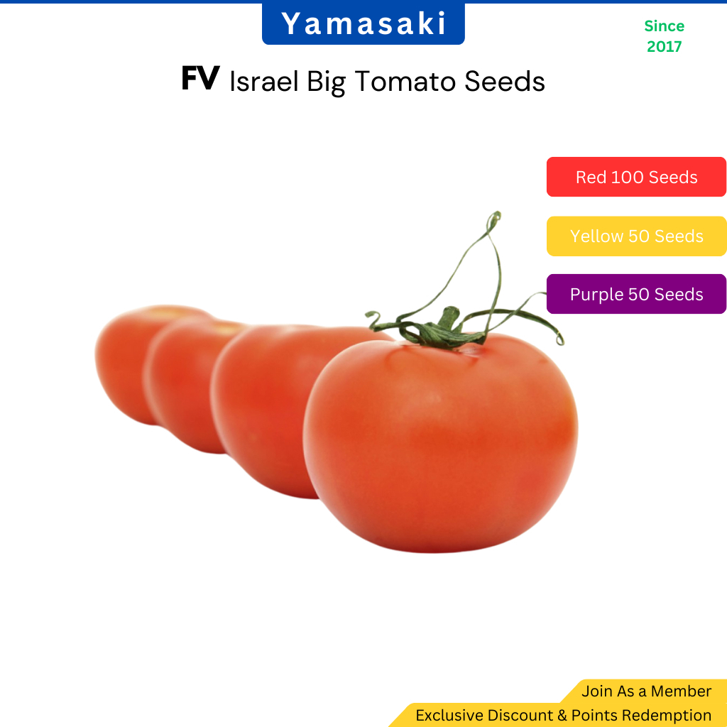 FV Israel Tomato Seeds | fruit seeds vegetable seeds 013 | Shopee ...