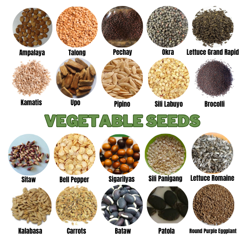 Vegetables Seeds kamatis talong pechay ampalaya sigarilyas upo lettuce ...
