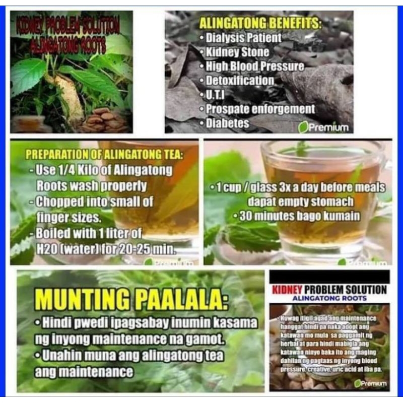 Fresh RED ALINGATONG ROOTS (New Harvest) | Shopee Philippines