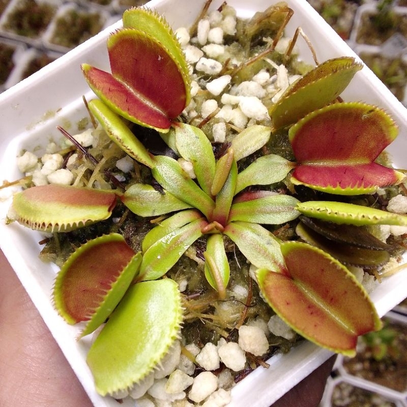 PERISCOPE Venus Flytrap (potted / carnivorous plant / seeds ) | Shopee ...