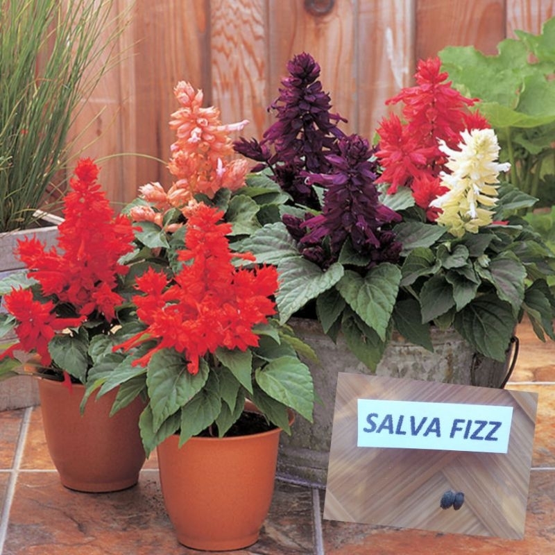 Salvia Fizz Flower Seeds (2Pcs/Pack) | Shopee Philippines