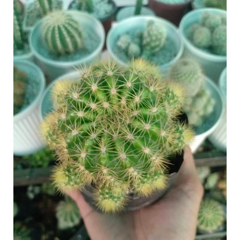 Lemon Cactus (Token Size) with FREE garden soil, plastic pot and ...