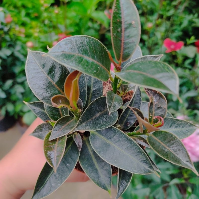 dwarf rubber tree burgundy | Shopee Philippines