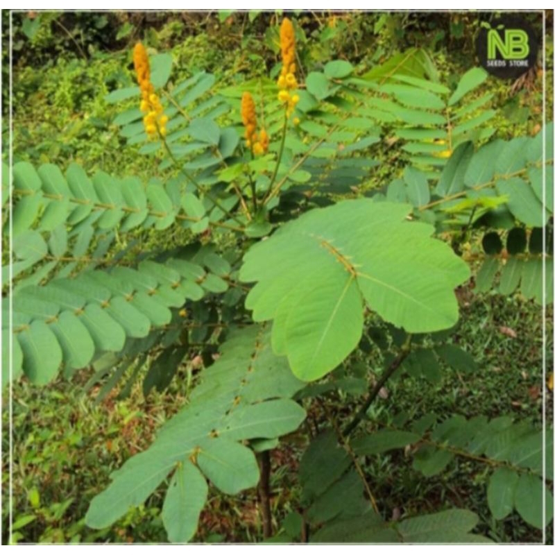Akapulko Leaves/Acapulco Leaves (1kilo) | Shopee Philippines