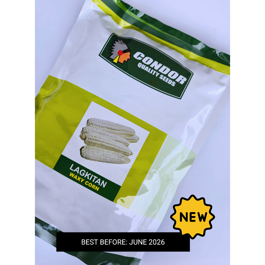 Condor Waxy White Corn Lagkitan 1kg 60-65days maturity (Best Before 6/ ...