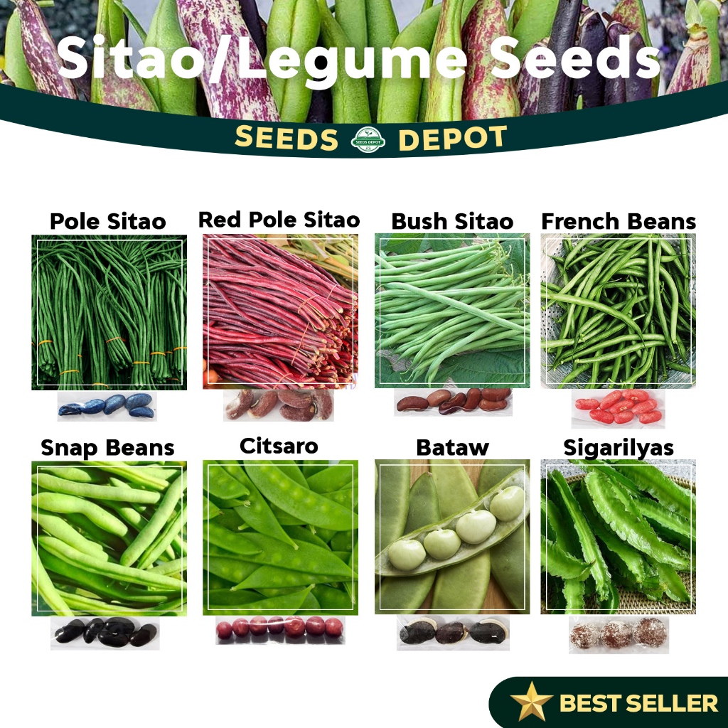 Sitao Legume Seeds - Pole Sitao Red Sitao Bush French Snap Beans Citsaro Sigarilyas Bataw Patani ...