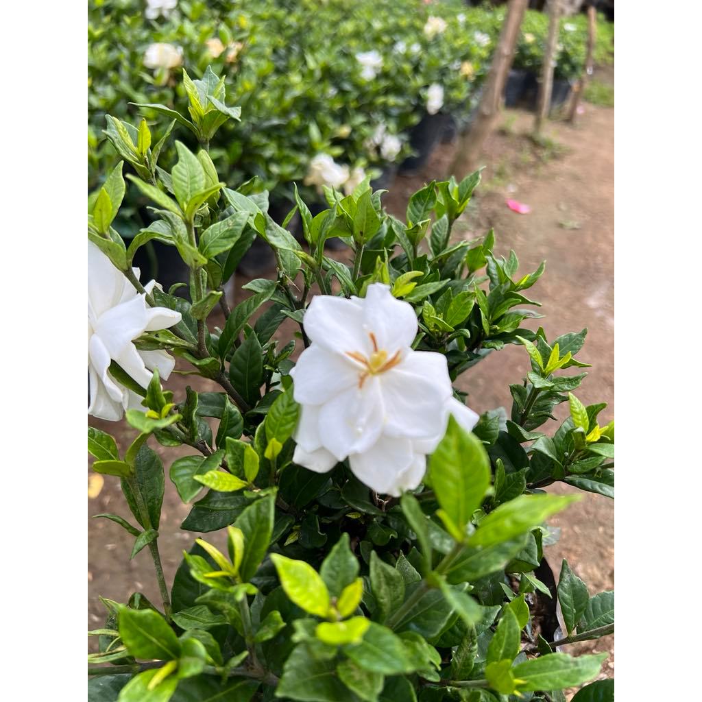 ROSAL PLANT - LIVE PLANT FOR SALE BEST PRICE (Complete with plastic pot ...