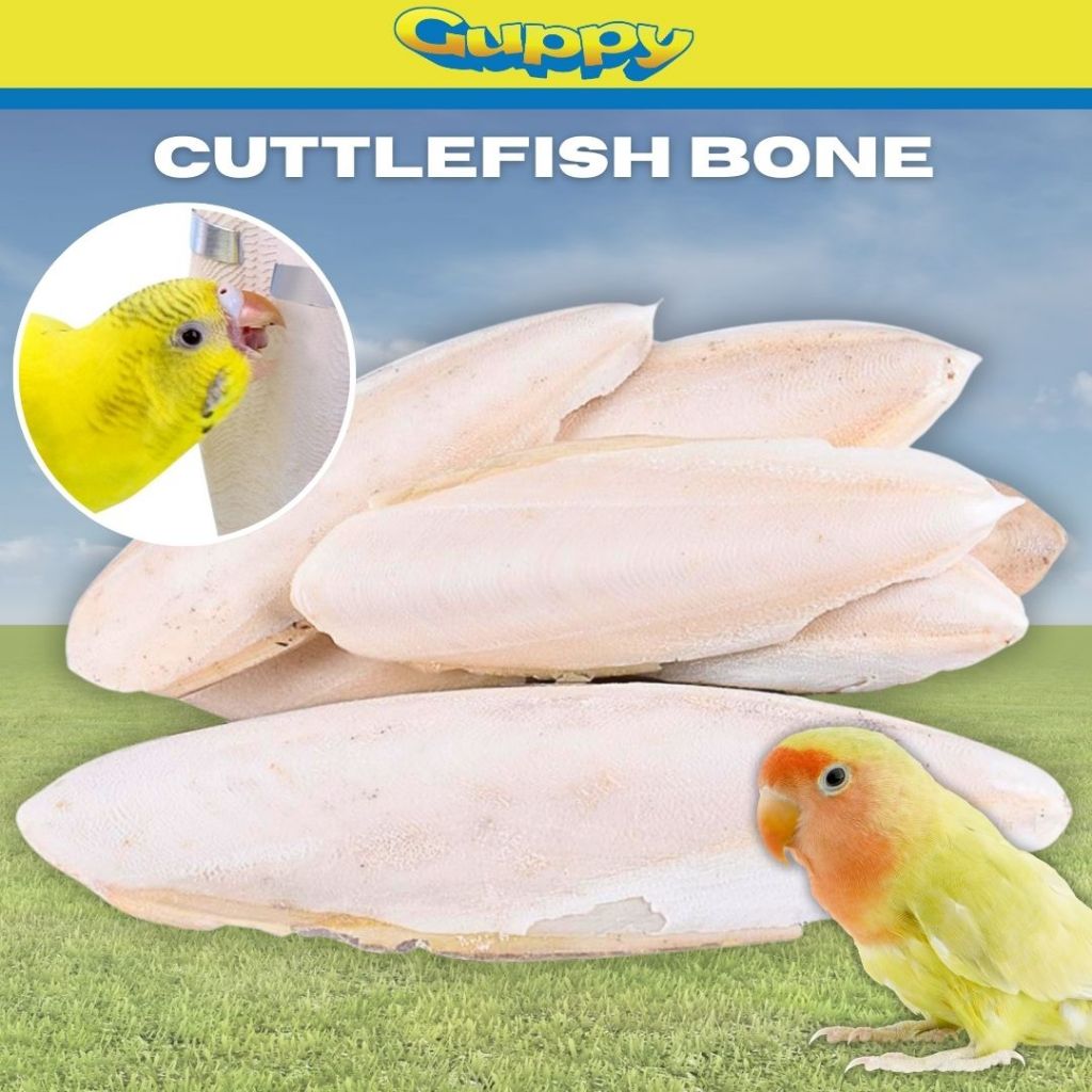 Pet Bird Cuttlebone Fish Peck Calcium Shell per piece for lovebird ...