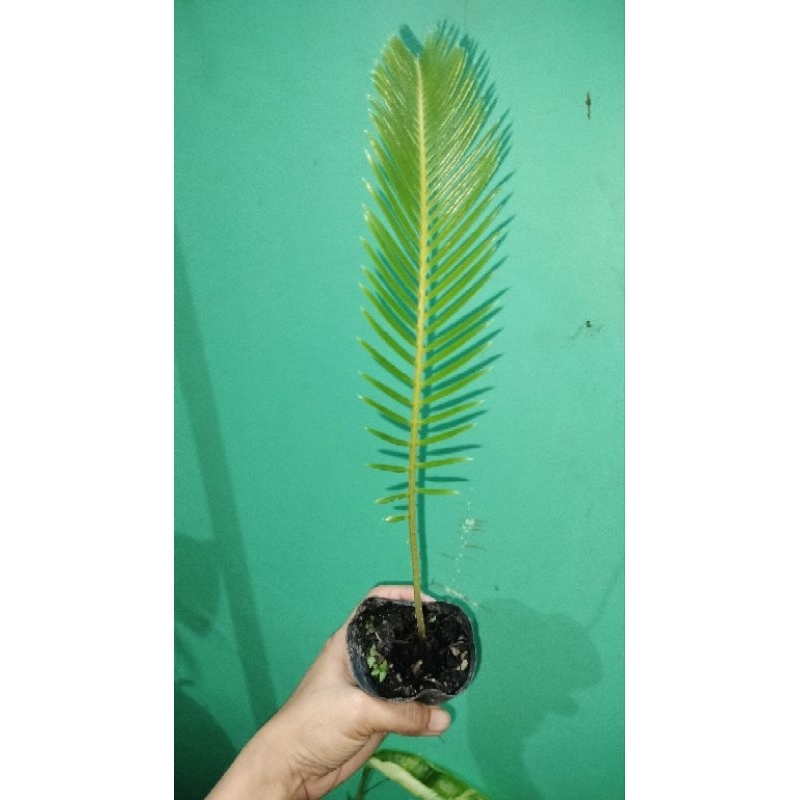 SAGO PALM / OLIVA PALM / PALASPAS PALM 1 LEAFER | Shopee Philippines