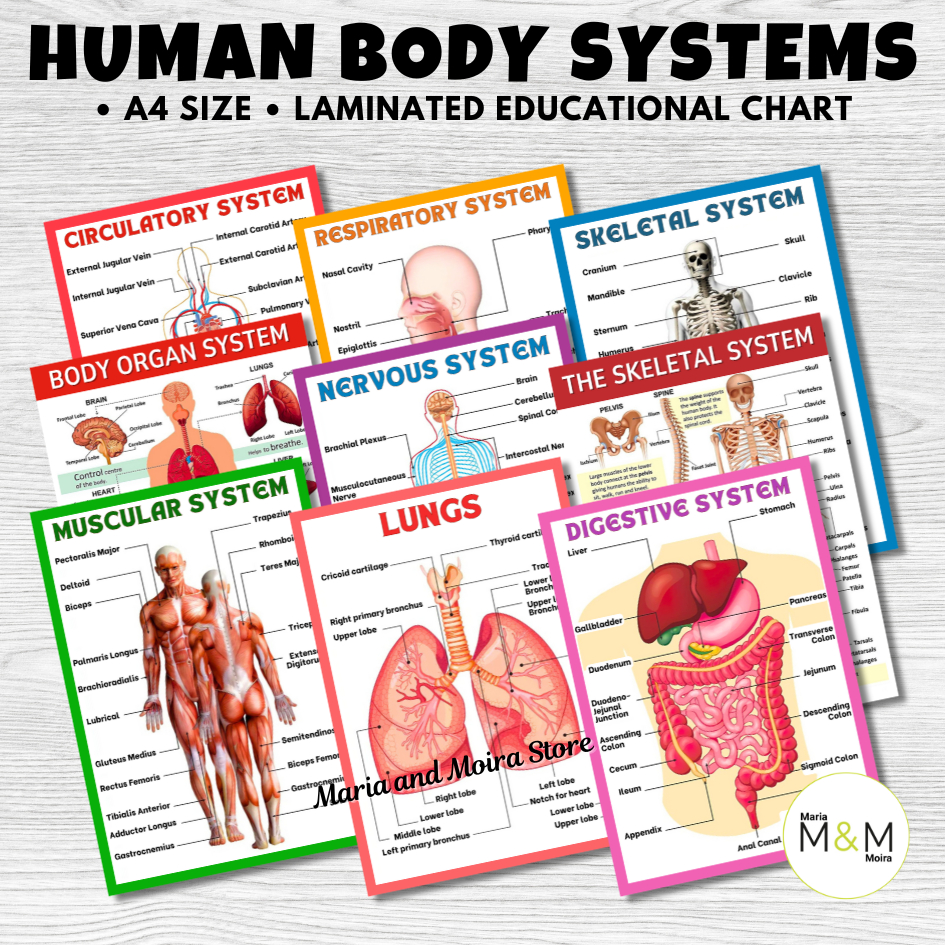 HUMAN BODY SYSTEMS CHARTS | A4 SIZE | LAMINATED EDUCATIONAL SCIENCE ...