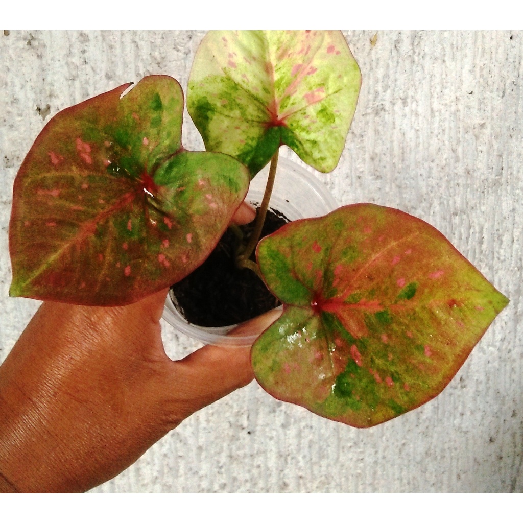 Caladium Thailand New Hybrid Live plant | Shopee Philippines