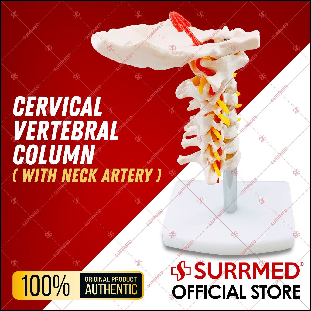 SURRMED CERVICAL VERTEBRAL COLUMN WITH NECK ARTERY ANATOMY MODEL ...