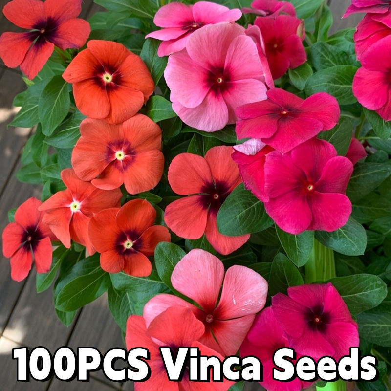 100Pcs/Pack Potted Vinca Seeds/Assorted Mix Periwinkle Flower Seeds for ...