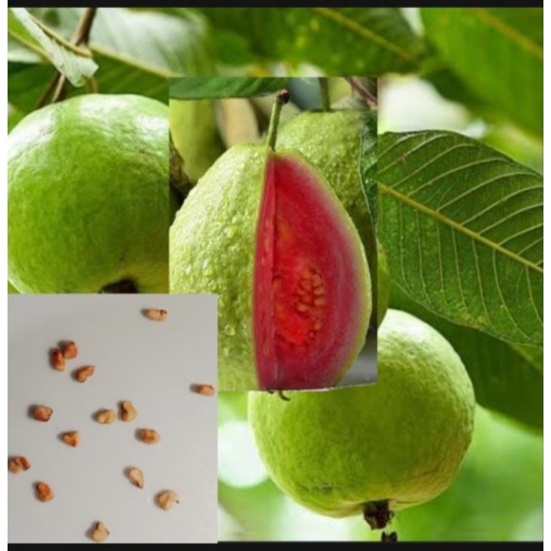 Guava Seeds tall (20pcs) Guava pink | Shopee Philippines