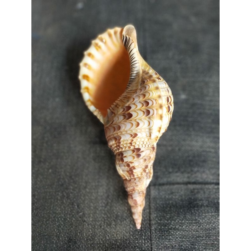Triton Large Shell 11"inches | Shopee Philippines