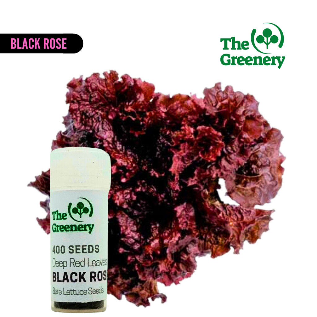 Authentic Kaneko Japan | Black Rose Lettuce | 400 Seeds | Shopee ...